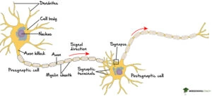 Neuron Structure – MCAT Biology | MedSchoolCoach