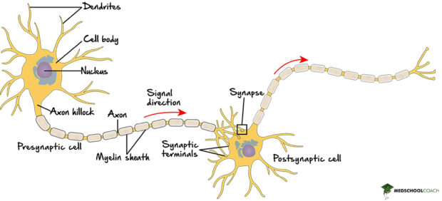 Neuron Structure – MCAT Biology | MedSchoolCoach