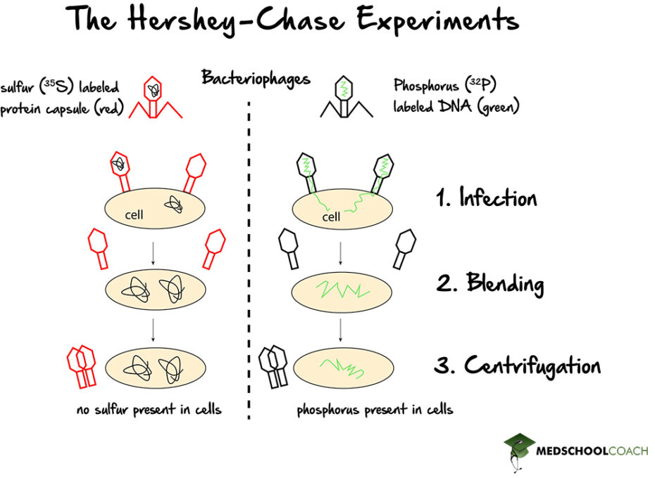 The Griffith and Hershey-Chase Experiments – MCAT Biology | MedSchoolCoach