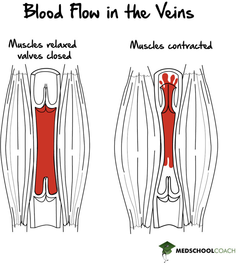 Blood Vessels – MCAT Biology | MedSchoolCoach
