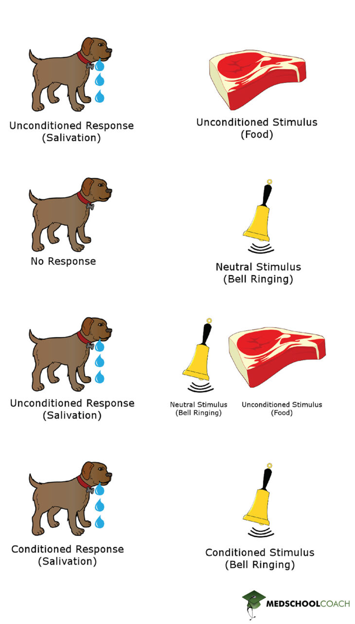 Classical Conditioning – MCAT Psychology | MedSchoolCoach