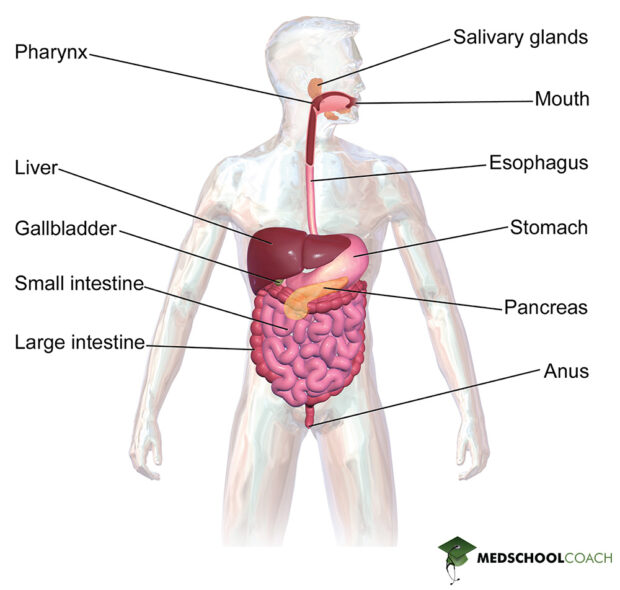 Digestive System Anatomy & Function – MCAT Biology | MedSchoolCoach Digestive System Anatomy & Function – MCAT Biology | MedSchoolCoach