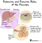 Endocrine vs Exocrine Glands – MCAT Biology | MedSchoolCoach
