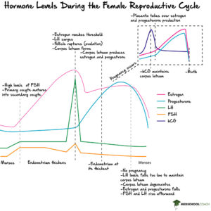 Pregnancy, Parturition, & Lactation – MCAT Biology | MedSchoolCoach