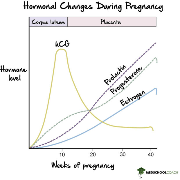 Pregnancy, Parturition, & Lactation – MCAT Biology | MedSchoolCoach
