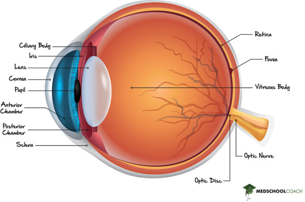 Structure of the Eye – MCAT Psychology | MedSchoolCoach