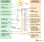 Sympathetic vs Parasympathetic Nervous System – MCAT Biology ...