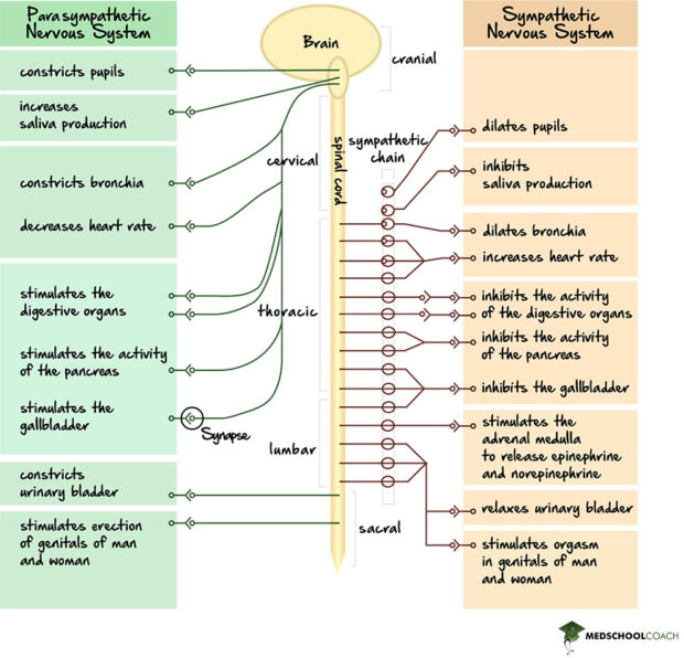Sympathetic vs Parasympathetic Nervous System – MCAT Biology ... Sympathetic vs Parasympathetic Nervous System – MCAT Biology ...