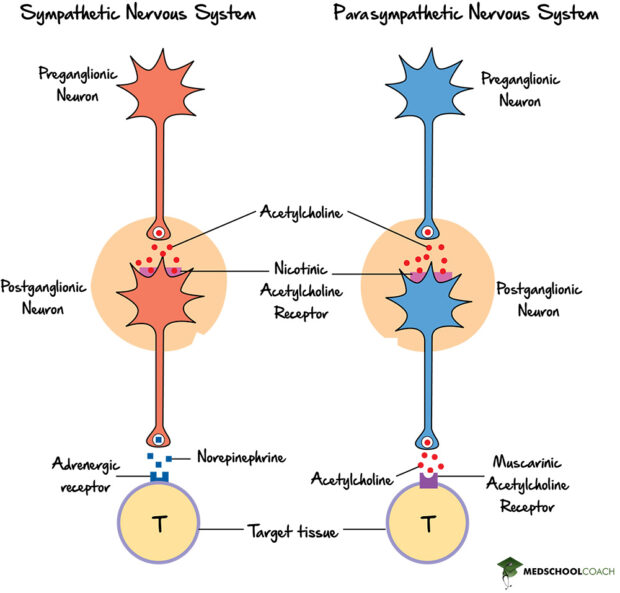 Sympathetic vs Parasympathetic Nervous System – MCAT Biology ... Sympathetic vs Parasympathetic Nervous System – MCAT Biology ...