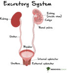 The Excretory System & Kidneys – MCAT Biology | MedSchoolCoach