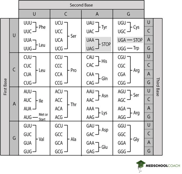The Genetic Code – MCAT Biology | MedSchoolCoach