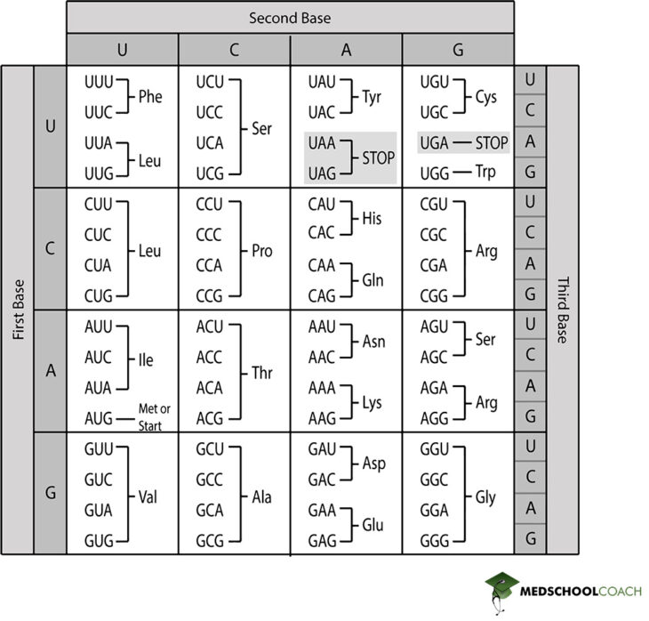 The Genetic Code – MCAT Biology | MedSchoolCoach