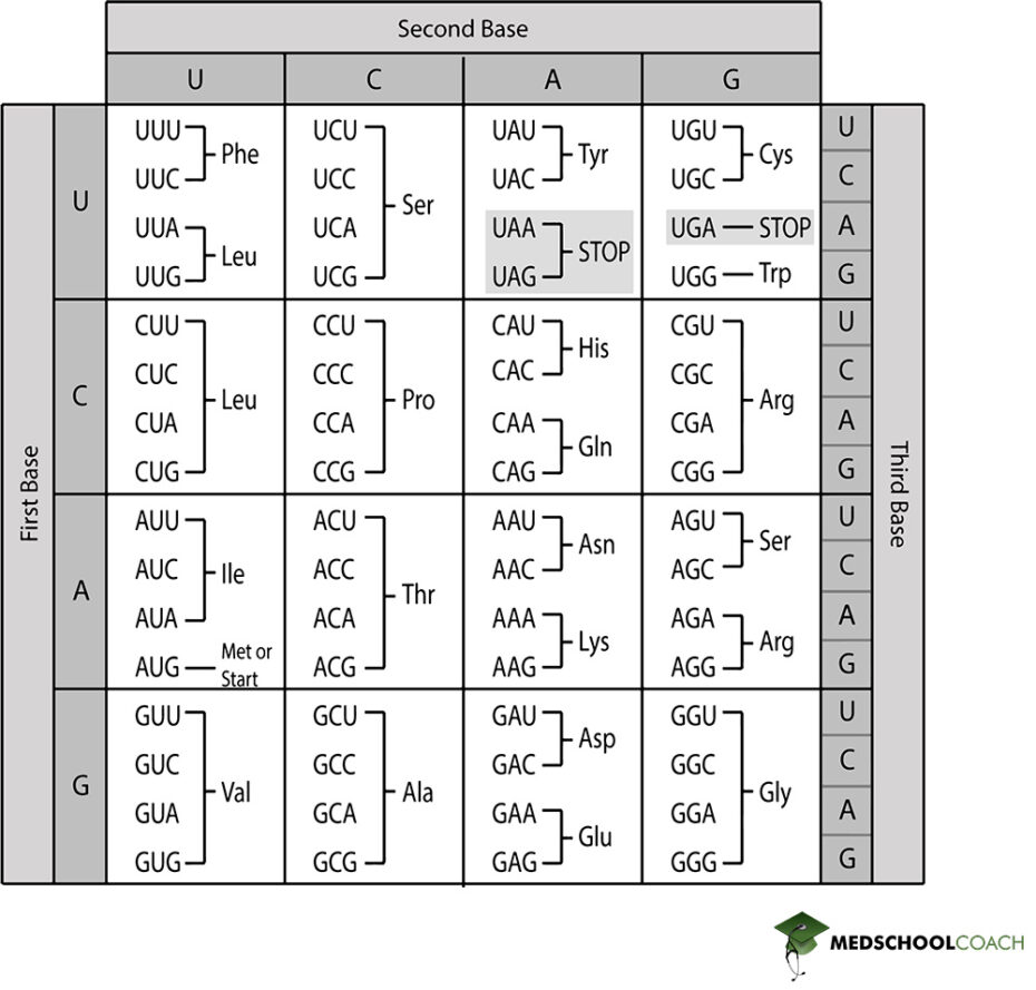 The Genetic Code – MCAT Biology | MedSchoolCoach