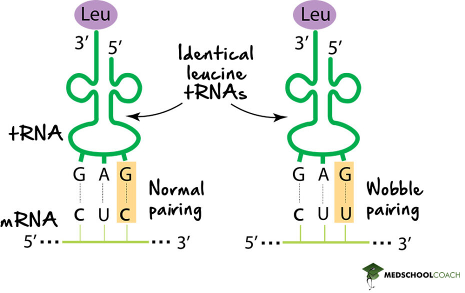 The Genetic Code – MCAT Biology | MedSchoolCoach The Genetic Code – MCAT Biology | MedSchoolCoach