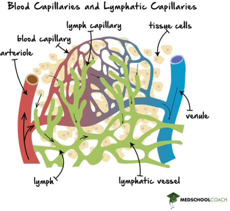 The Lymphatic System – MCAT Biology | MedSchoolCoach