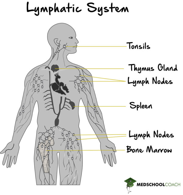 The Lymphatic System – MCAT Biology | MedSchoolCoach