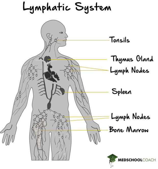 The Lymphatic System – MCAT Biology | MedSchoolCoach