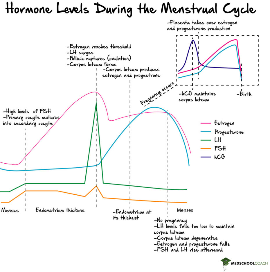 The Menstrual Cycle – MCAT Biology | MedSchoolCoach The Menstrual Cycle – MCAT Biology | MedSchoolCoach