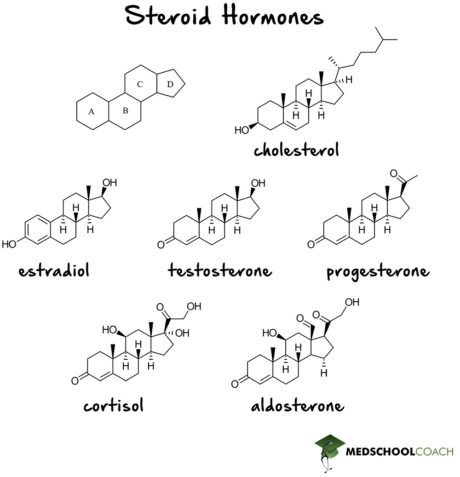 Types of Hormones – MCAT Biology | MedSchoolCoach