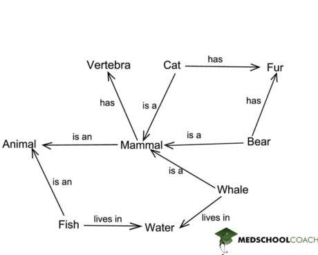 Semantic Networks & Spreading Activation – MCAT Psychology | MedSchoolCoach